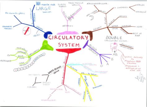 Circulatory System Vocabulary Mind Map Getyourownwings Sexiz Pix