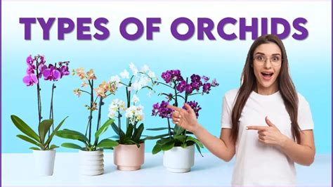 15 Different Types Of Orchids In India