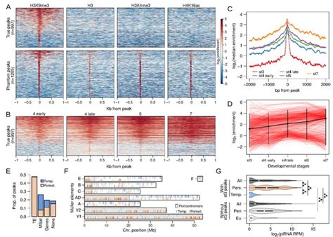 Establishment Of H K Me Dependent Heterochromatin During Embryogenesis In Drosophila Miranda