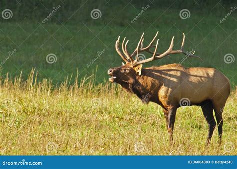 A Bull Elk Sounds A Bugle In Matting Season Stock Image Image Of