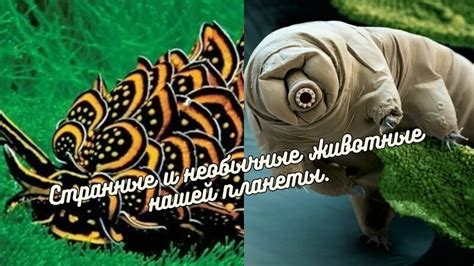 Странные и необычные животные нашей планеты Первая часть Смотреть онлайн в поиске Яндекса по