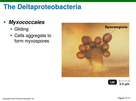 Ppt Chapter 11 Powerpoint Presentation Free Download Id5830721