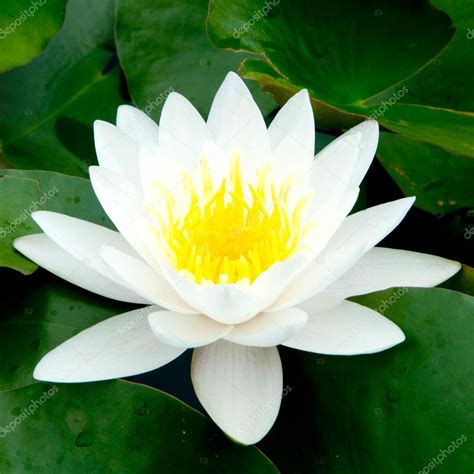 Lotus Photography