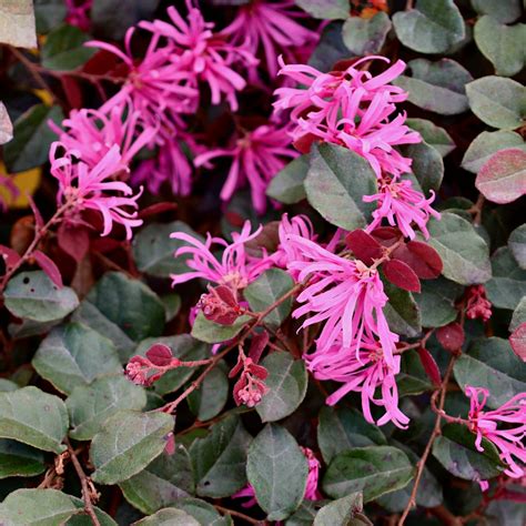 Loropetalum Ruby For Sale Garden Goods Direct