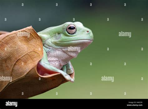 Tree Frog Sitting On Dried Leaf Indonesia Stock Photo Alamy