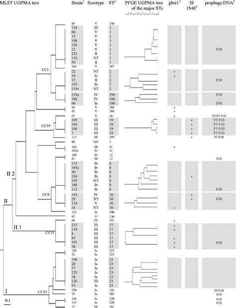Tree Based On Mlst And An Unweighted Pair Group Method Using Average Download Scientific
