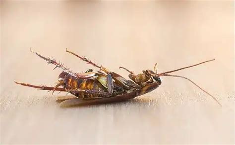 Bed Bug Infestations In Toronto Apartment Buildings Bugs Heat Terminator