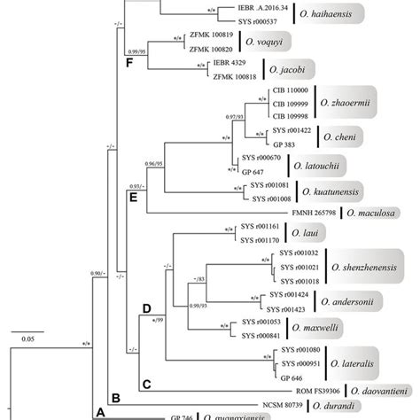 Bayesian Inference And Maximum Likelihood Phylogenies The Bayesian