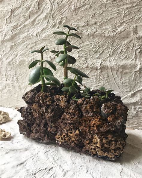 55 домашних суккулентов с названиями и фото