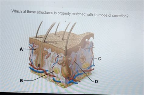 which of these structures is properly matched with