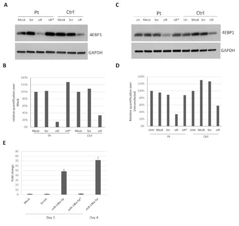 Isolation Transfection And Culture Of Primary Human Monocytes