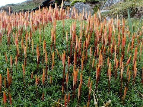 Polytrichum Formosum British Bryological Society