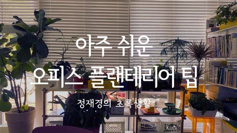 오피스 플렌테리어 사무실에 좋은 공기정화식물 아주 쉬운 플랜테리어팁 Youtube