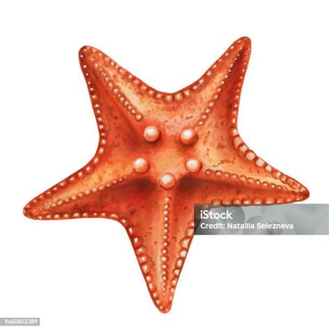 수채화 불가사리 흰색 고립된 배경에 수중 생물 물체를 손으로 칠하는 클립아트 디자이너 장식 엽서 포장지 스크랩북 표지 초대장