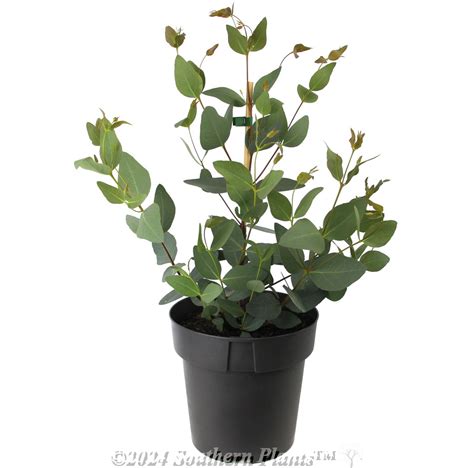 Eucalyptus Euky Dwarf 200mm Southern Plants