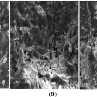 SEM Images Of Pristine BC A Acid Activated BC B And After Download Scientific Diagram