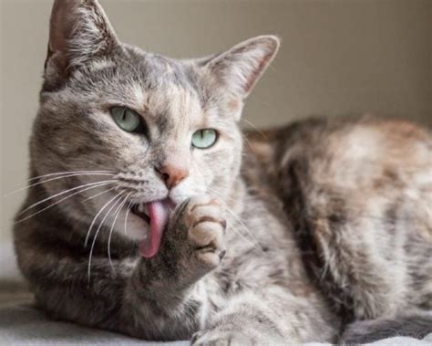 Why Does My Cat Lick My Blanket 7 Typical Reasons Hepper Pet Resources