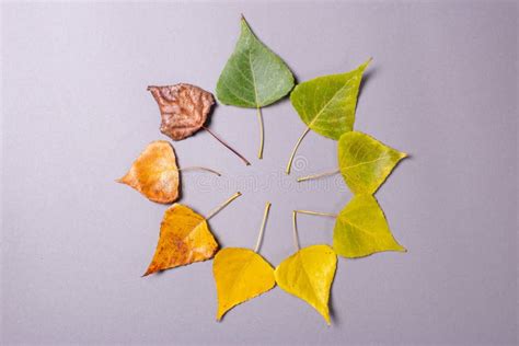Autumn Colored Leaves The Drying Process Of Leaves From Green And