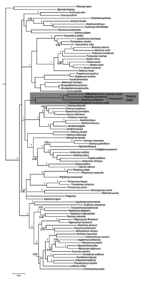 Phylogram Resulting From Bayesian Inference Analysis Of The