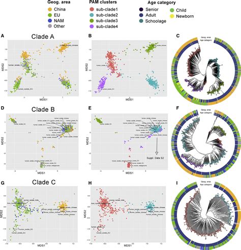 Faecalibacterium Strain Level Diversity Representative Classical