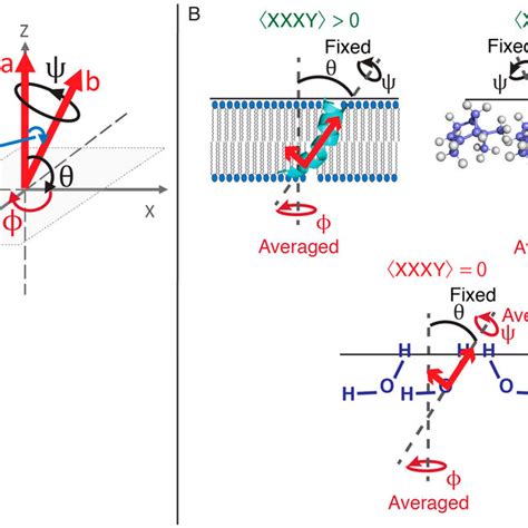 A Schematic Of The Orientation Of Two Coupled Oscillators A And B Download Scientific