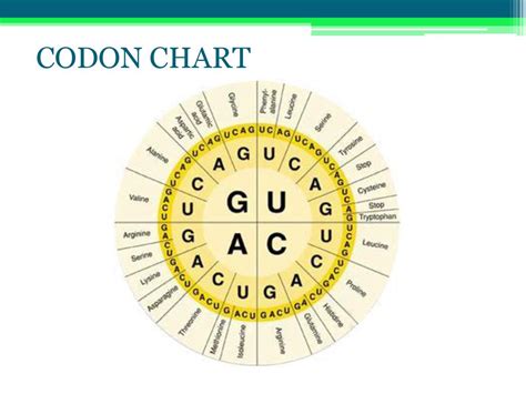 Transcription And Translation Ppt Download