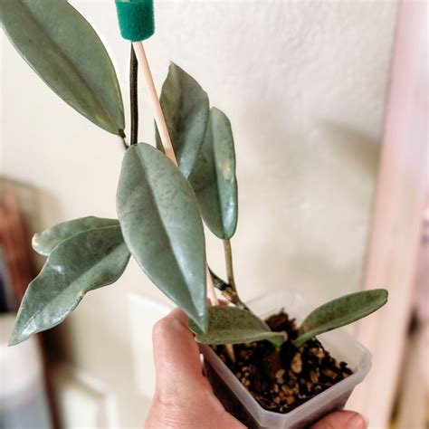 Hoya Lyi Prism Pink Flower Node Cutting With Live Plants Arrival