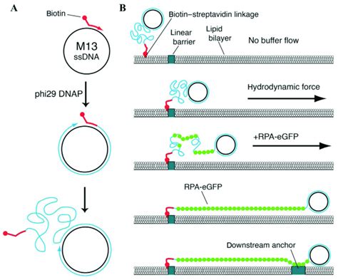 Assembly Of Ssdna Curtains A Biotinylated Ssdna Substrate Is Download Scientific Diagram