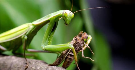 Praying Mantis Male Vs Female At Eric Montez Blog