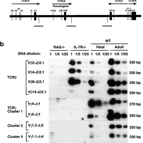 Suppression Of Recombination At All Clusters Of The Tcr γ Locus A Download Scientific
