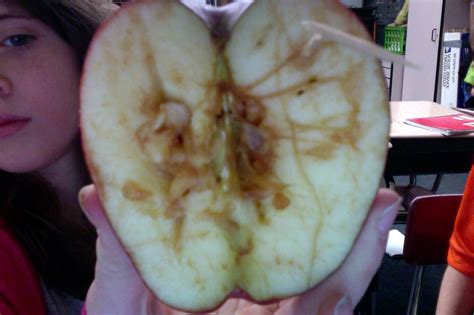 Observing And Describing An Apple What S Going On In Mr Solarz Class