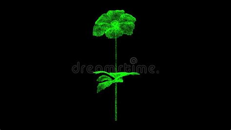 3d Flower Rotates On Black Bg Object Dissolved Green Flickering Particles 60 Fps Stock Footage