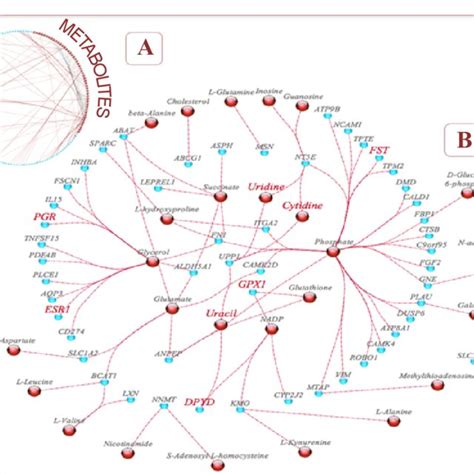 The Integrative Knowledge Driven Network Combining Two Omics Download Scientific Diagram