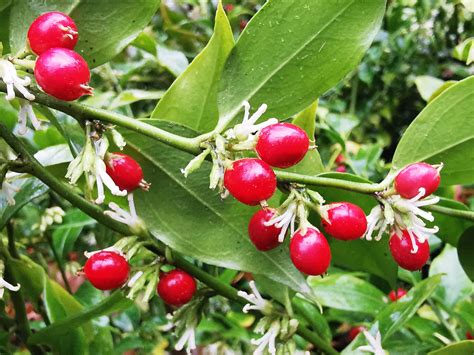 Ruby Jewels Collection Jurassicplants Nurseries