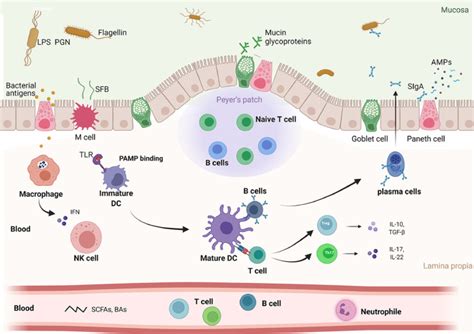 Gut Microbiome