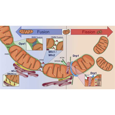 Determinants And Outcomes Of Mitochondrial Dynamics Molecular Cell