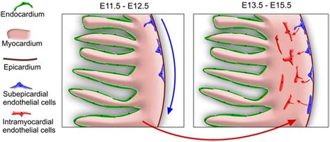 Schematic Showing Subepicardial Ecs As A Major Source For Download Scientific Diagram