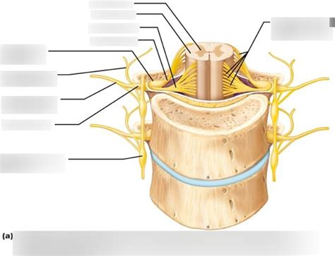 Spinal Nerves Plexuses Diagram Quizlet