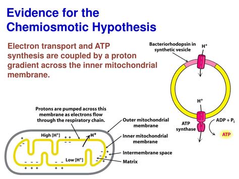 Ppt Atp Synthesis Via A Proton Gradient Powerpoint Presentation Free Download Id 1458107