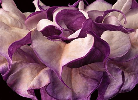 گالری تعدادی از آثار هنری موزه نلسون اتکینز کانزاس