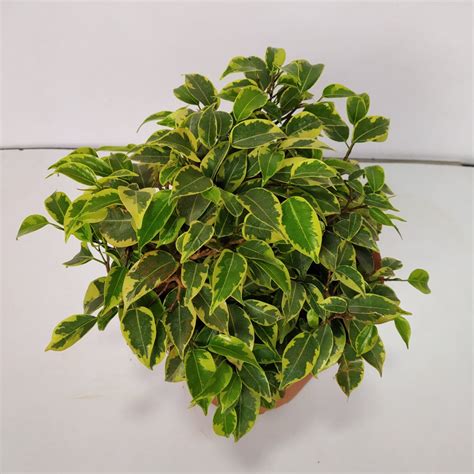 Ficus Benjamina Kinky NurseryBuy