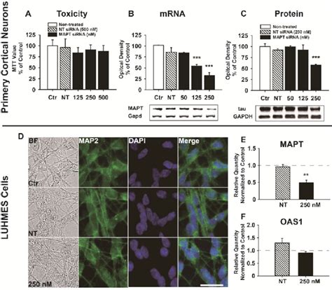 Suppression Of Mapt Mrna And Tau Protein Levels By Sirna In Primary Download Scientific Diagram