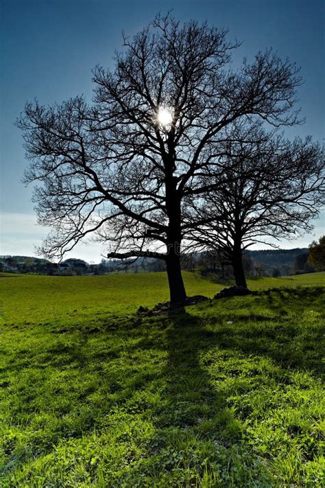 Tree And Sun Stock Image Image Of Branches Landscape 14370937