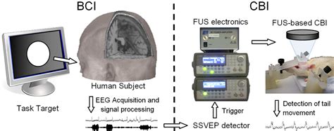 Non Invasive Brain To Brain Interface Links Between Two Brains Kurzweil