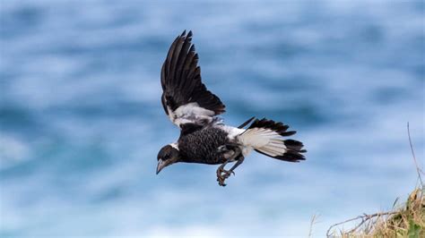 Scientists Find Surprising Sex Reversal In Australian Birds