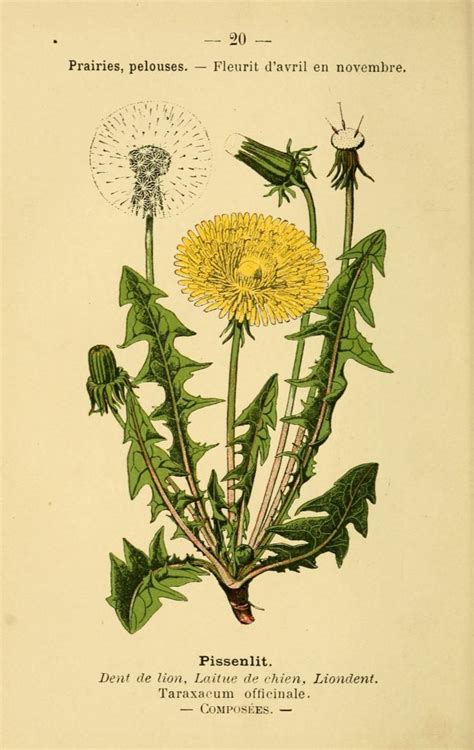 Dandelion Scientific Classification