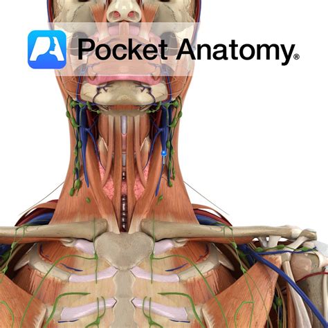 Jugular Vein Anatomy