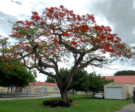 Substrat Für Delonix Regia Samen Aussaat Hinweise Delonix Regia Dhkcz