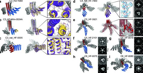 Homo Oligomer Diversification By Repeat Protein Fusion One Central Download Scientific Diagram