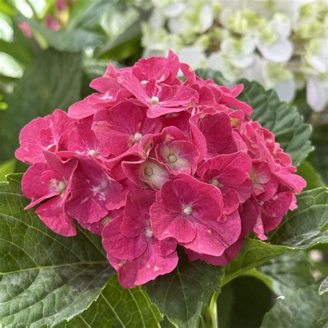 Hydrangea Spp Memphis Area Master Gardeners